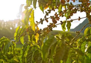Discover how Nescafé is sourcing coffee responsibly | Nescafé Malta